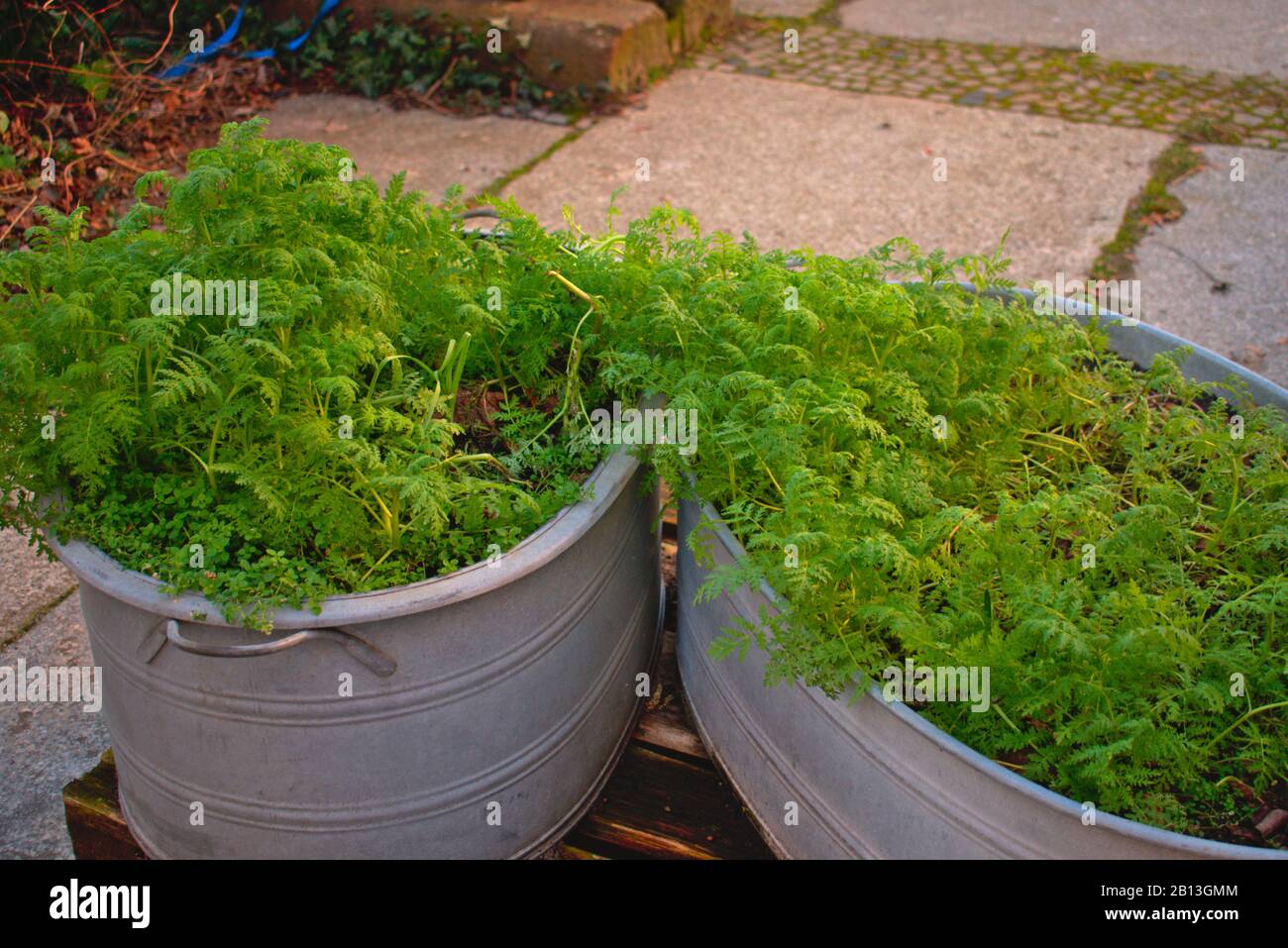 Anise leaves growing in metal raised bed in community garden in ...