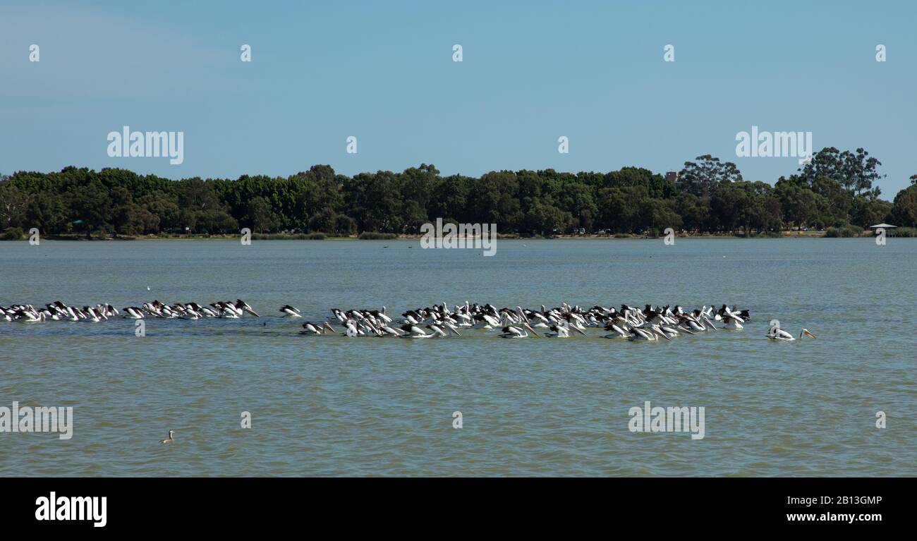 Large flock of pelicans seen on Lake Monger, a wetland area near Perth ...