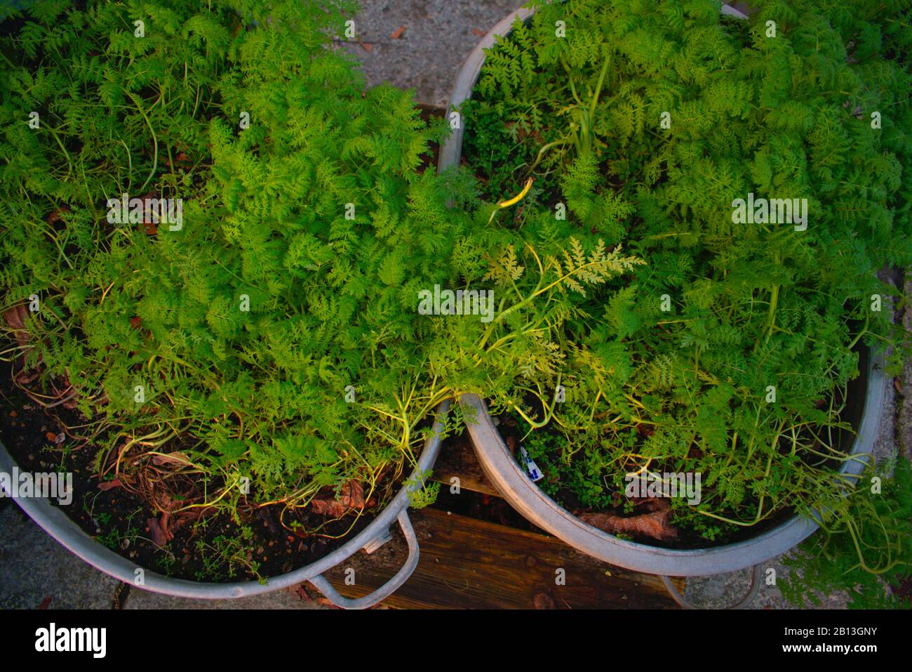 Anise leaves growing in metal raised bed in community garden from above ...