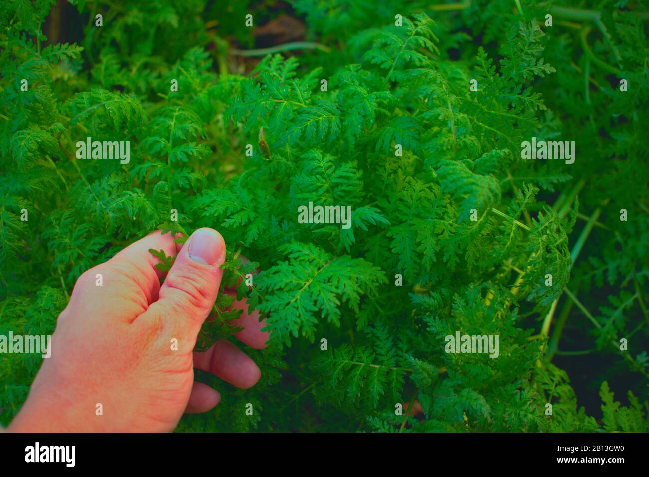 Anise leaves growing held by hand community garden from above in ...