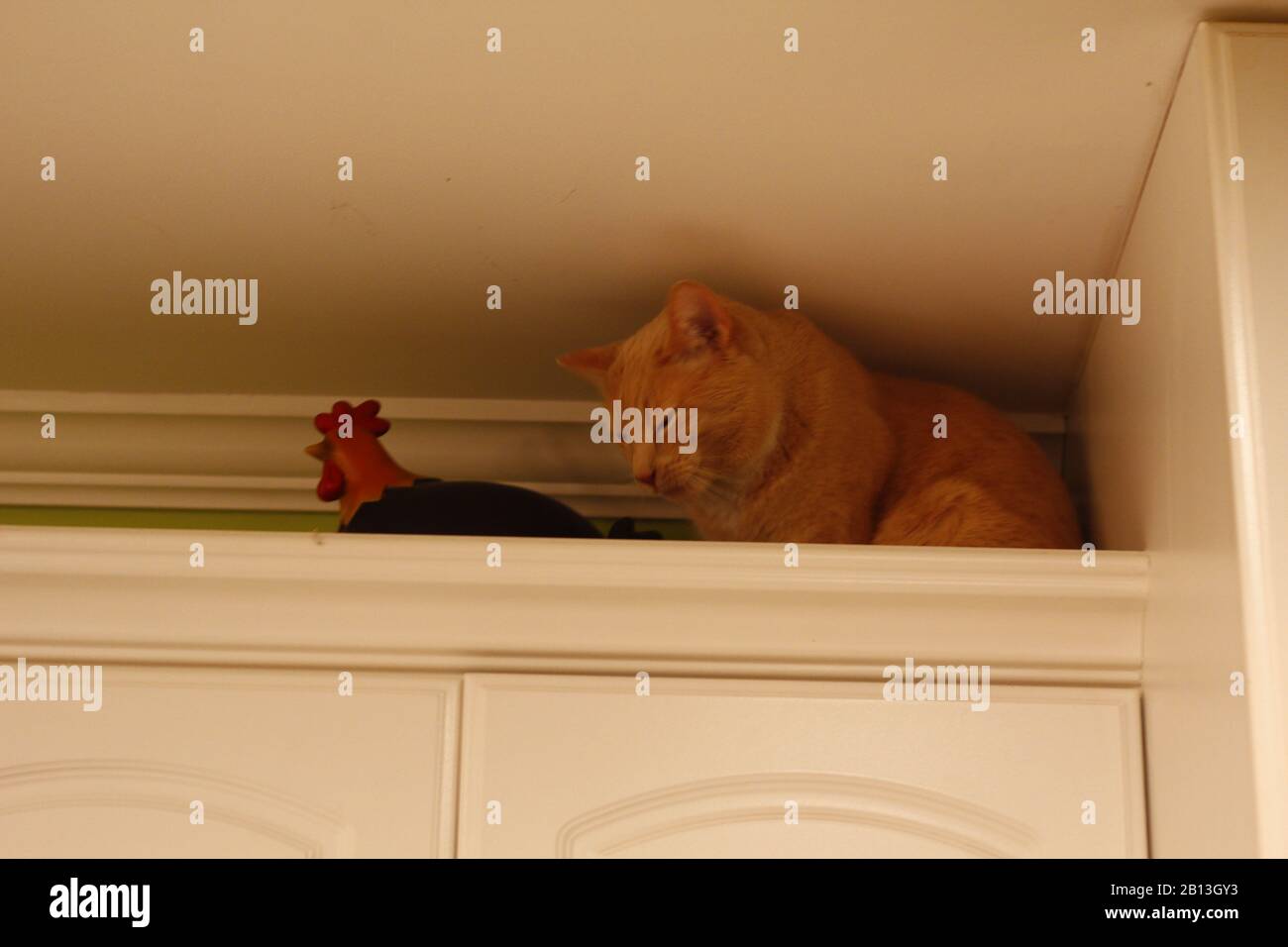Cat on top of Kitchen Cabinets Stock Photo - Alamy