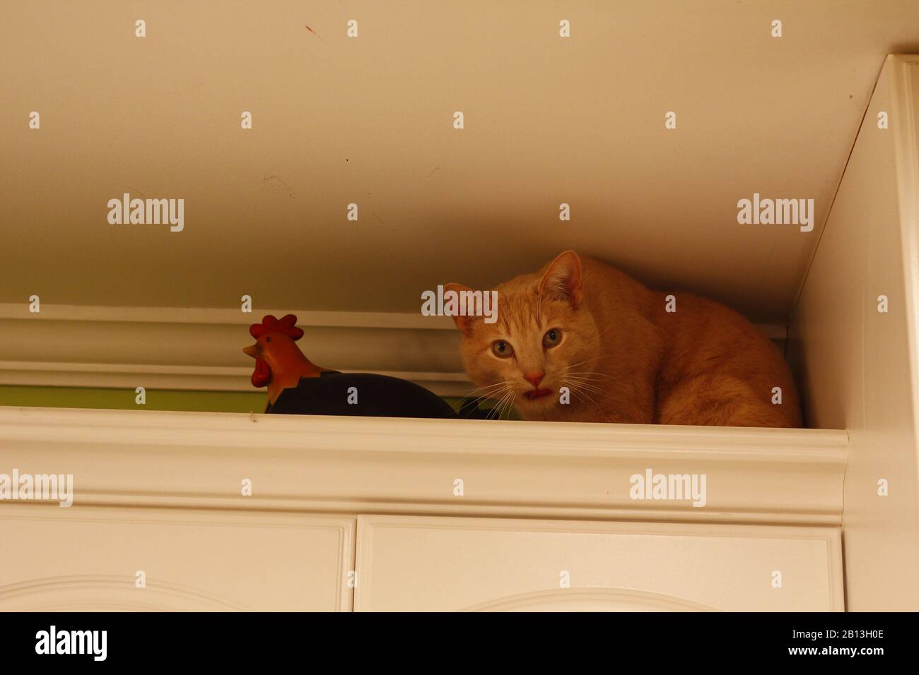 Cat on top of cabinets hi-res stock photography and images - Alamy