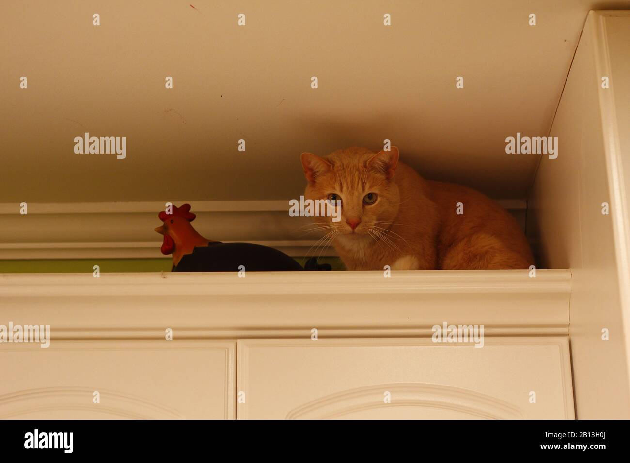 Cat kitchen cabinet hi-res stock photography and images - Alamy