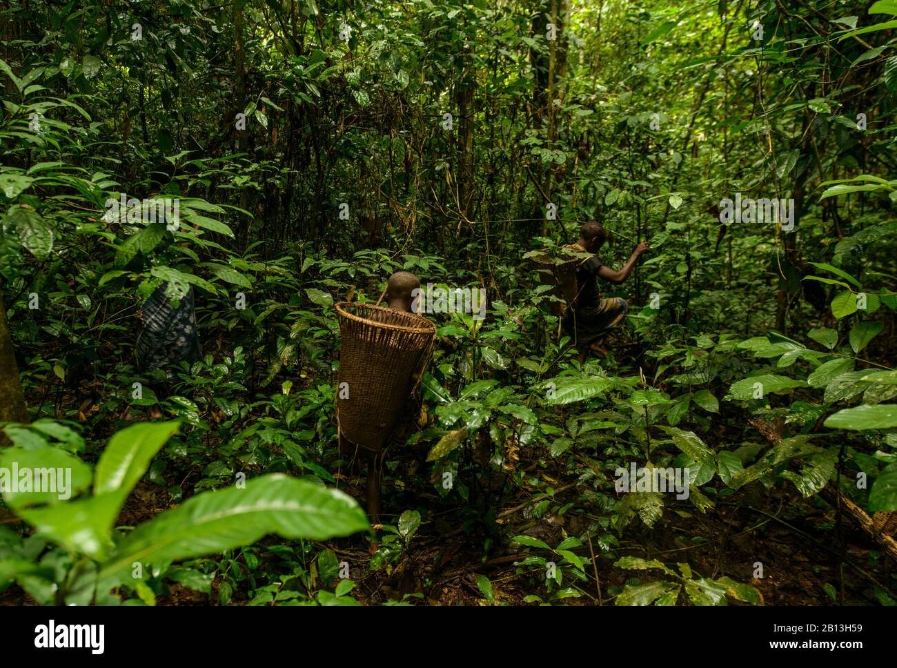 Life of the Bayaka Pygmies in the Equatorial Rainforest,Central African ...