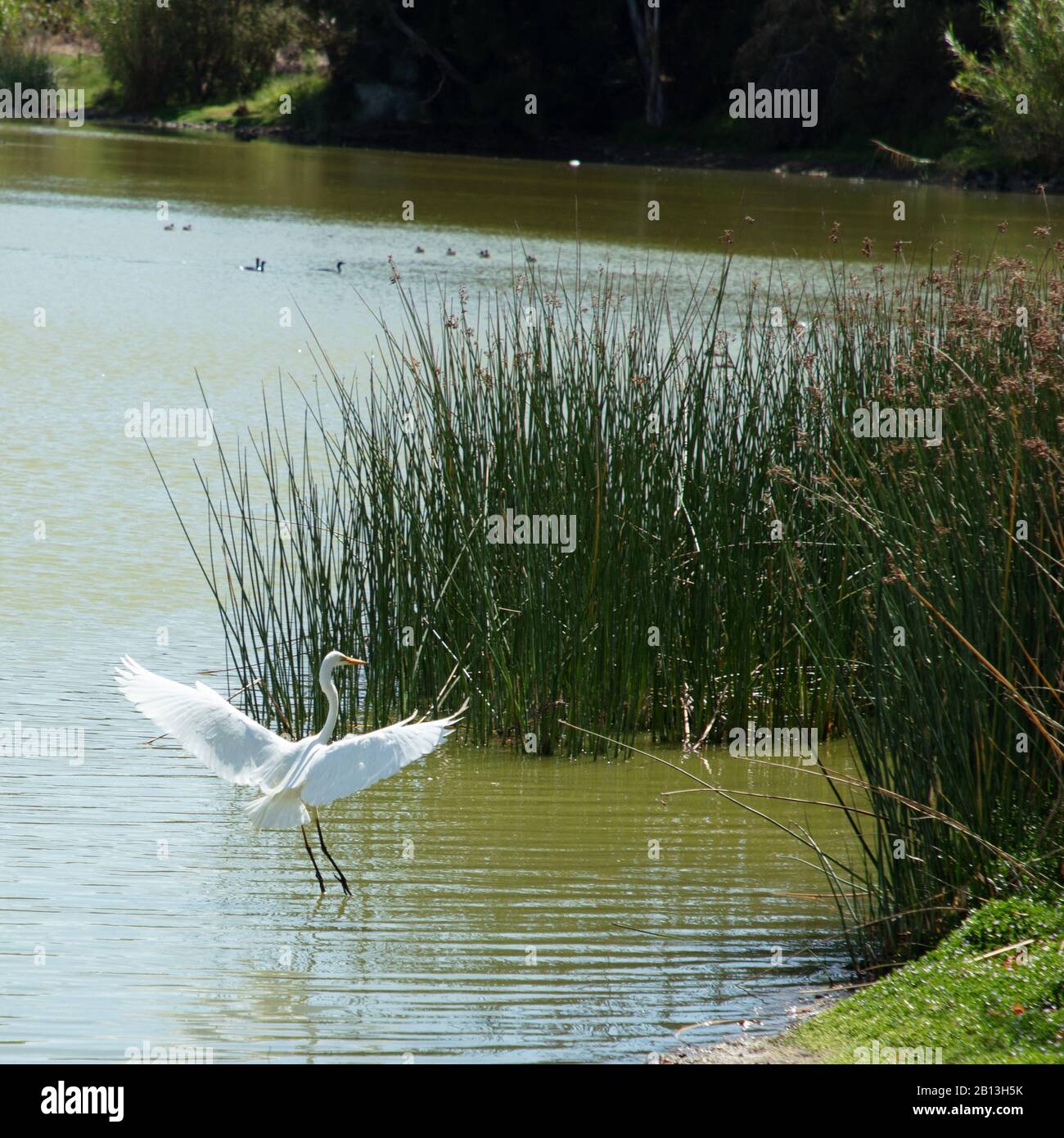 Waterfowl open wings hi-res stock photography and images - Alamy