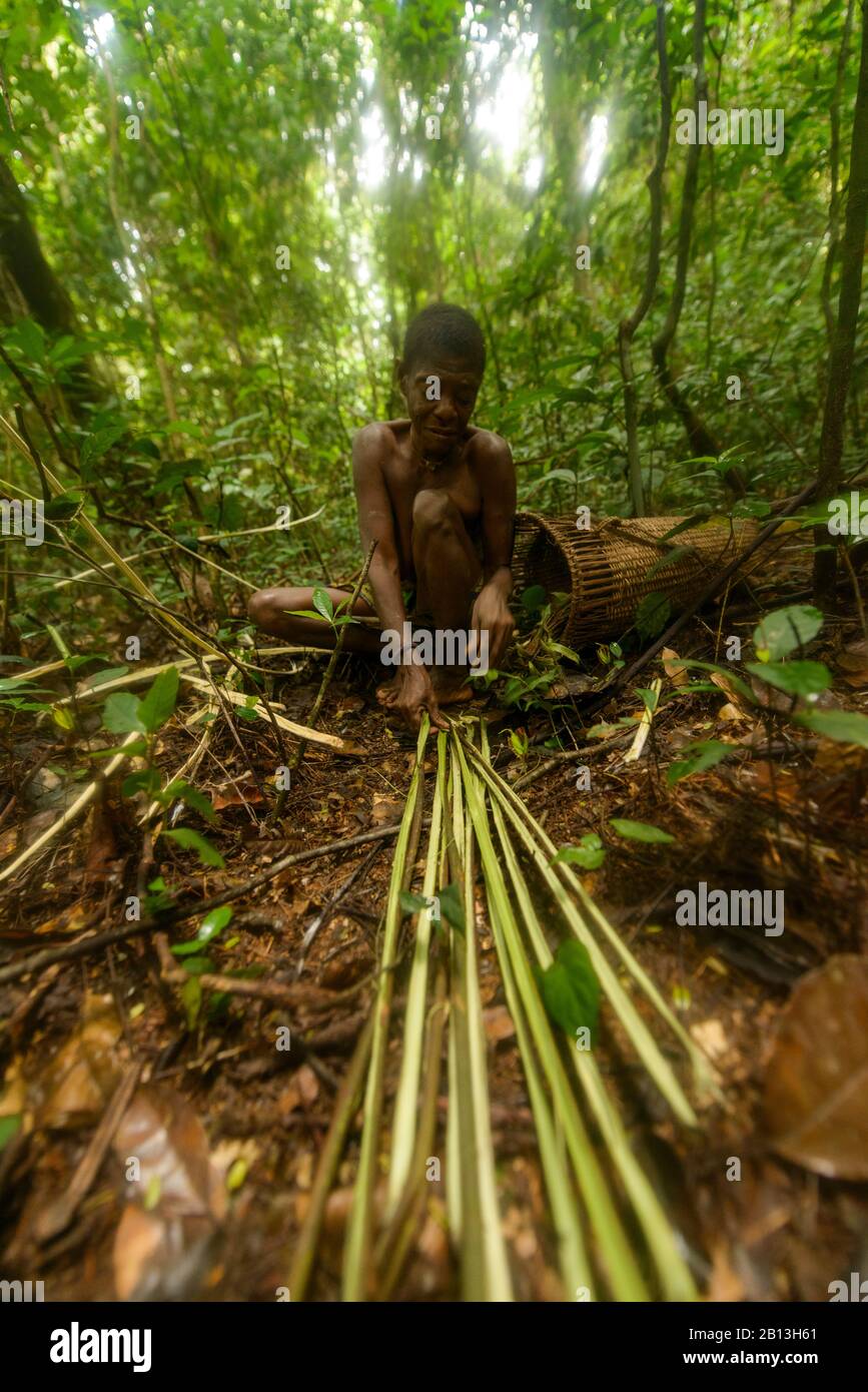 Life of Bayaka Pygmies at the equatorial rainforest,Central African ...