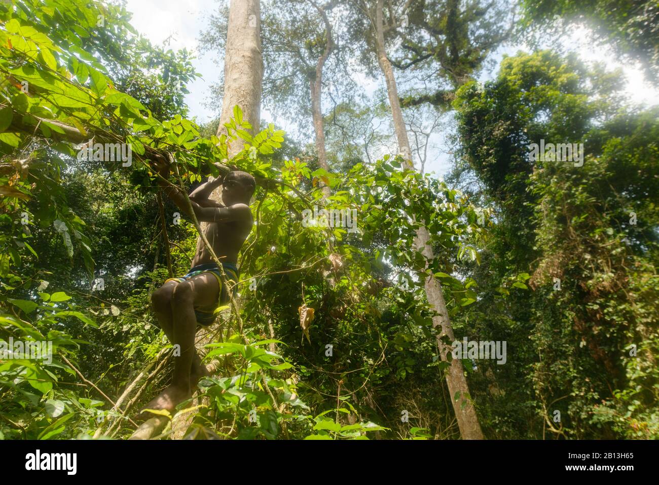 Baka tree hi-res stock photography and images - Alamy