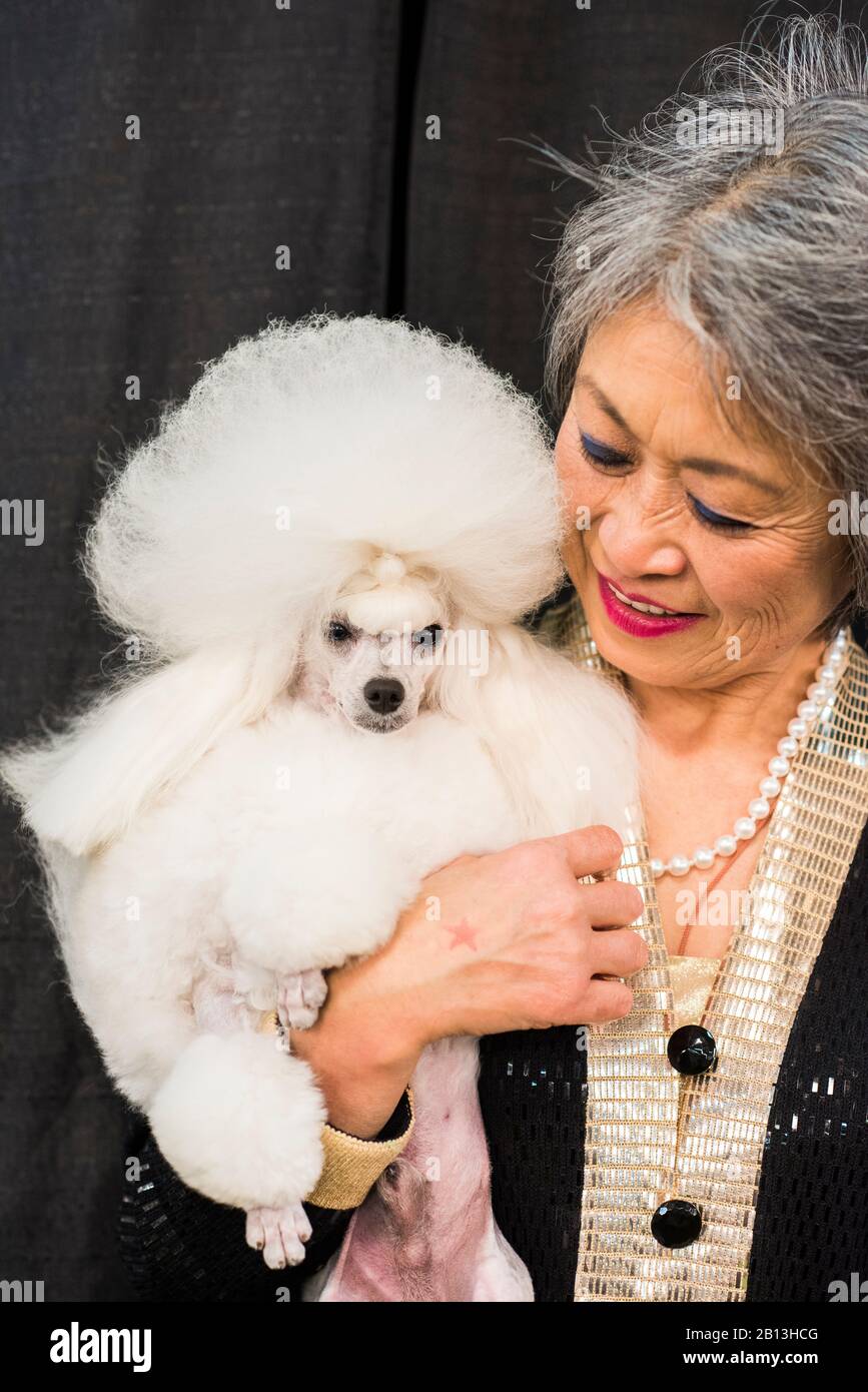 Toy poodle new york hi-res stock photography and images - Alamy