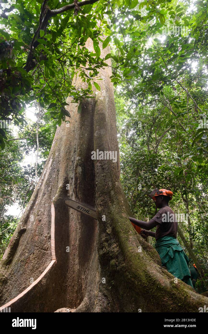 Sustainable logging in the equatorial rainforest,Cameroon,Africa Stock ...
