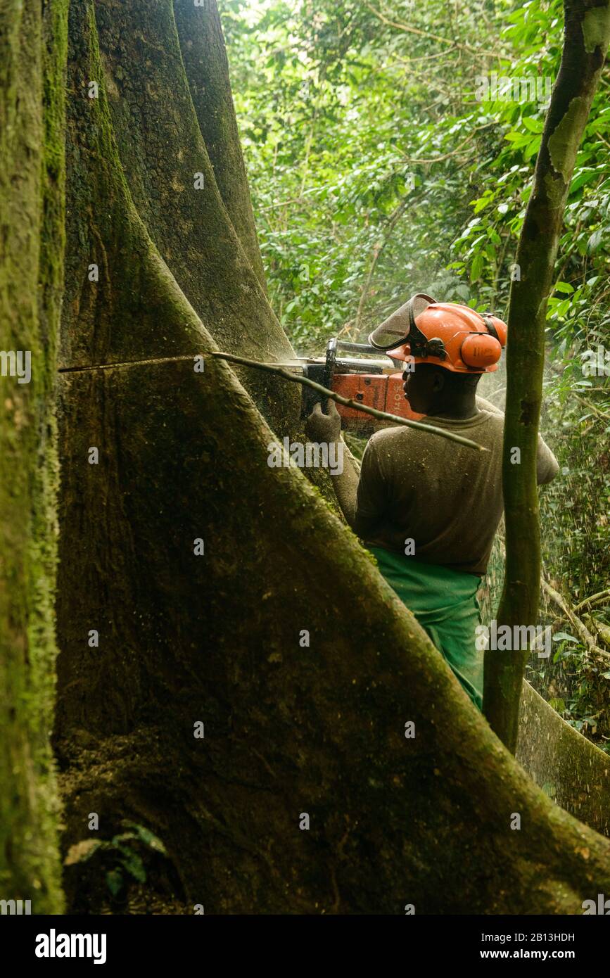 Sustainable logging in the equatorial rainforest,Cameroon,Africa Stock ...