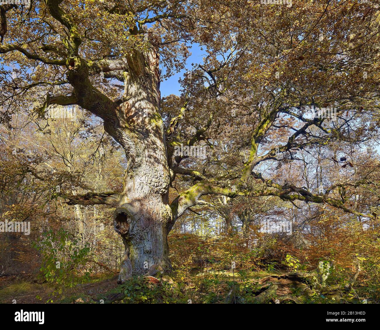 Oak in the nature reserve Urwald Sababurg,Hofgeismar,Hesse,Germany ...