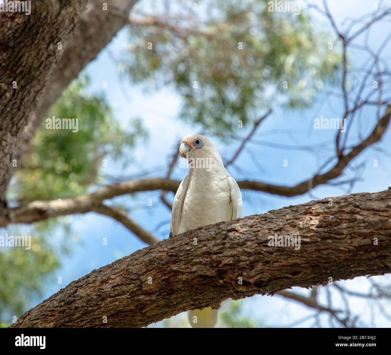 Native Australian cockatoo, Little Corella or Cacatua sanguinea seen on ...