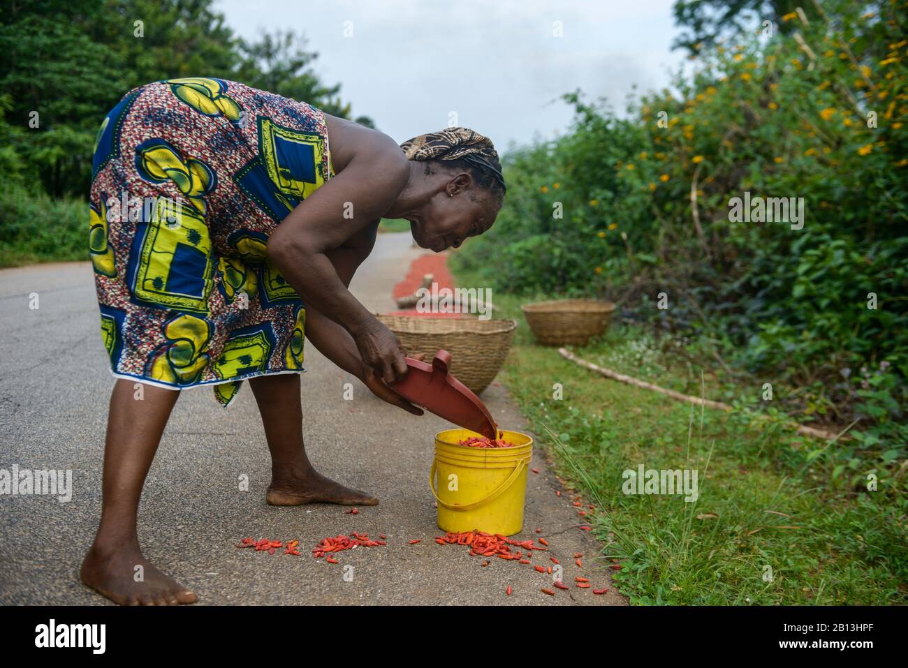 Drying and collecting red peppers,Nigerian countryside Stock Photo - Alamy
