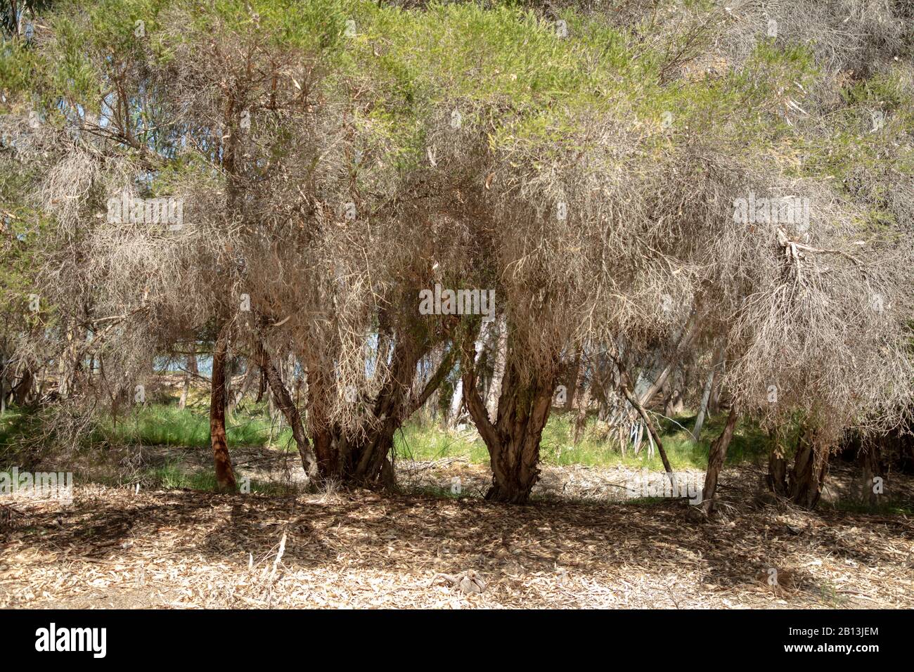 Dry trees seen along Lake Monger in Perth Western Australia seen in ...