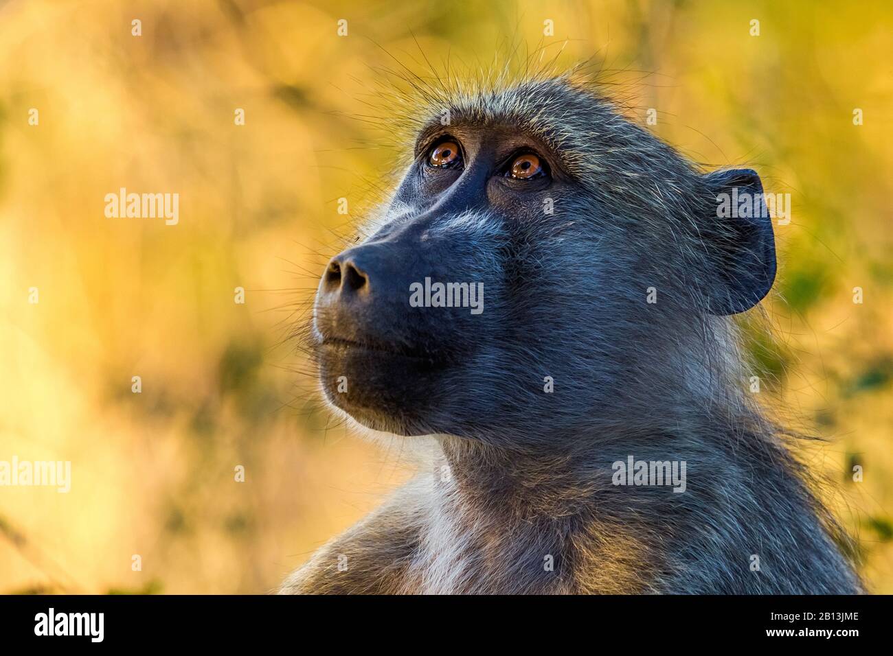 Baboon looking up hi-res stock photography and images - Alamy