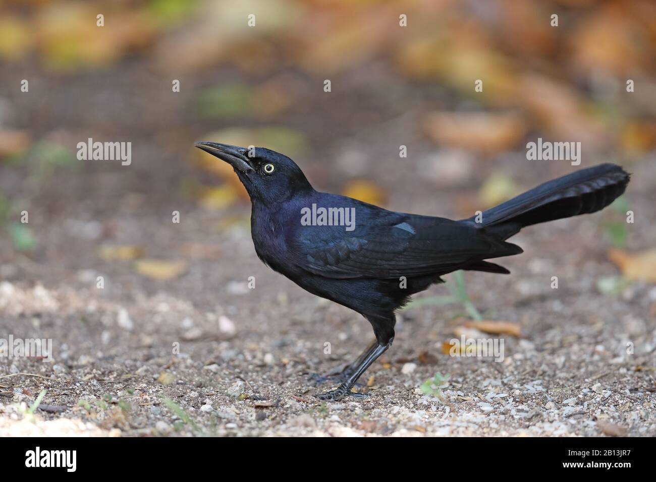 Cayo coco bird hi-res stock photography and images - Alamy