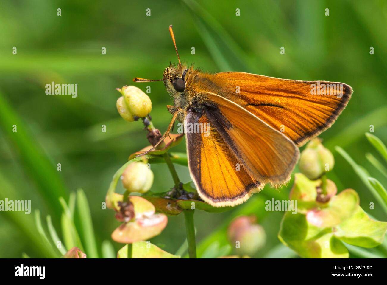 small skipper (Thymelicus sylvestris, Thymelicus flavus), at an ...