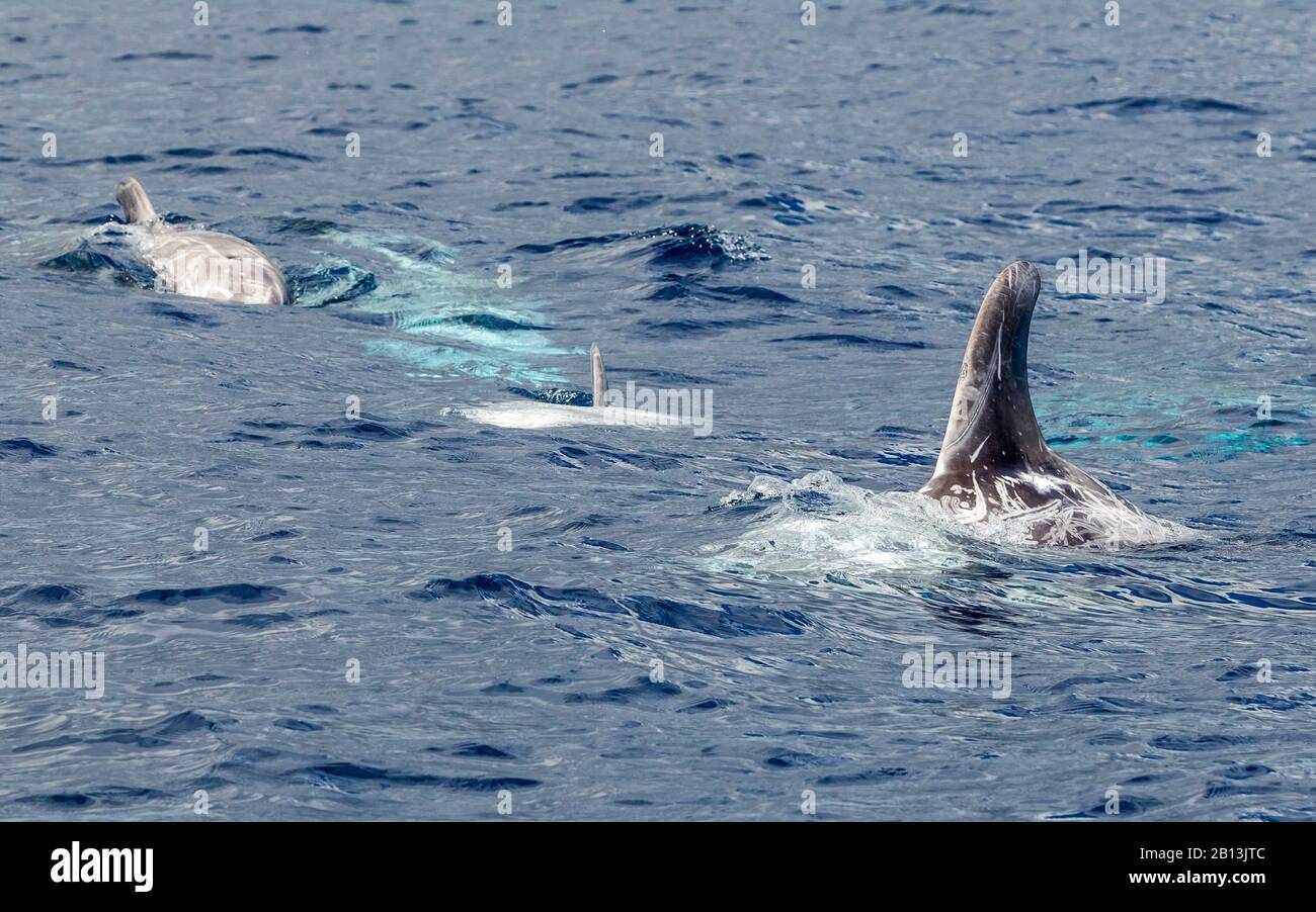 Species of dolphins hi-res stock photography and images - Alamy