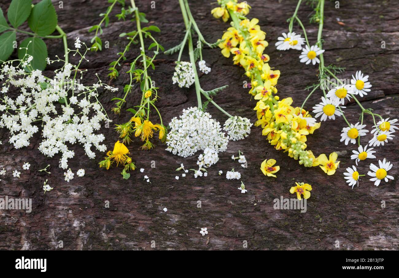 curing plants, Germany Stock Photo - Alamy