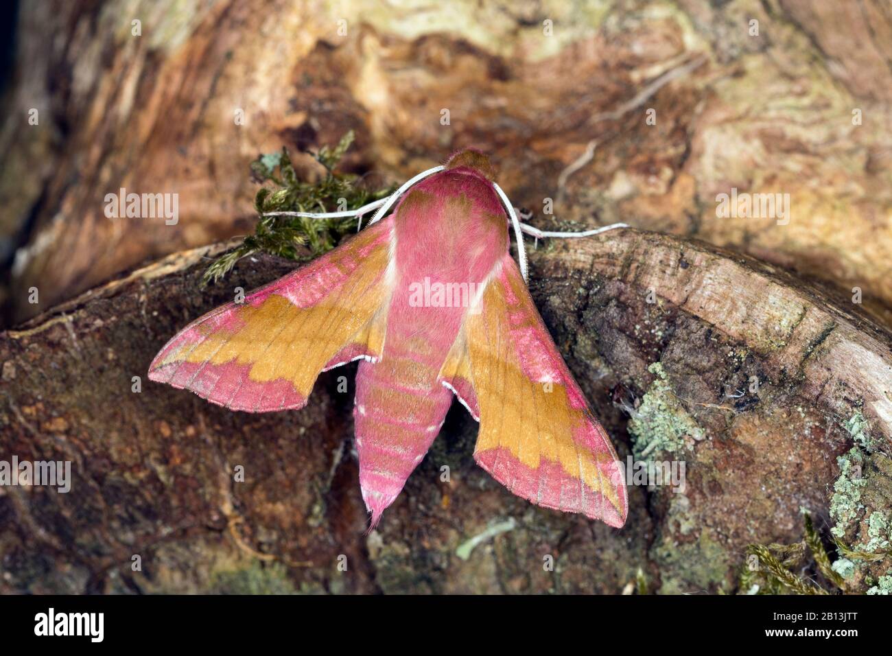 Small elephant hawkmoth, Small elephant hawk-moth (Deilephila porcellus, Pergesa porcellus ...