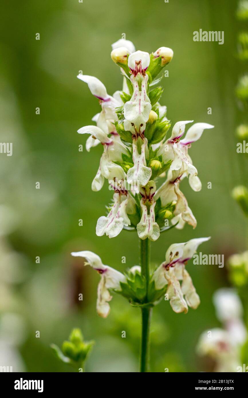 Perennial yellow woundwort stachys recta hi-res stock photography and ...
