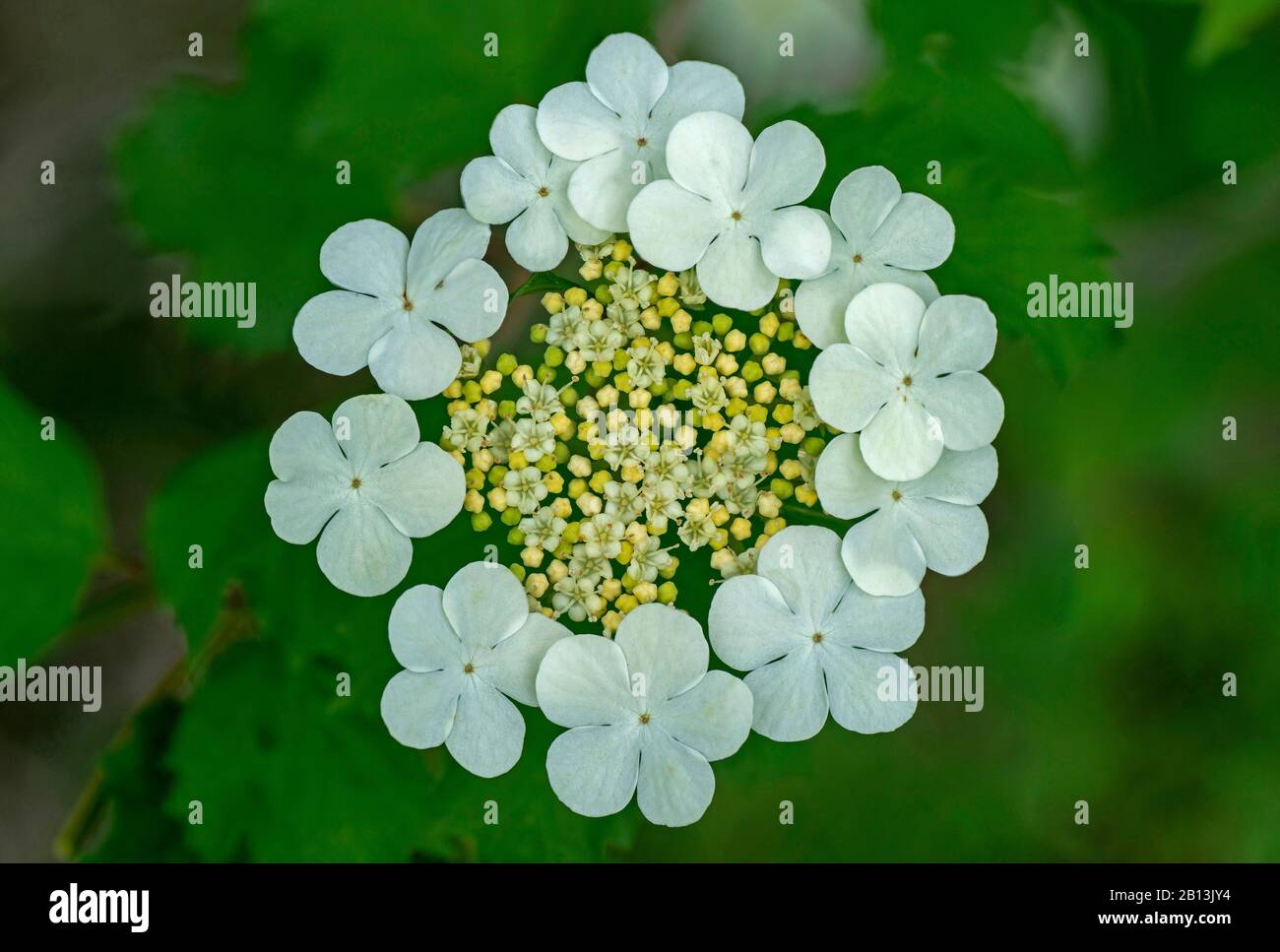 guelder-rose viburnum (Viburnum opulus), inflorescence, Germany ...