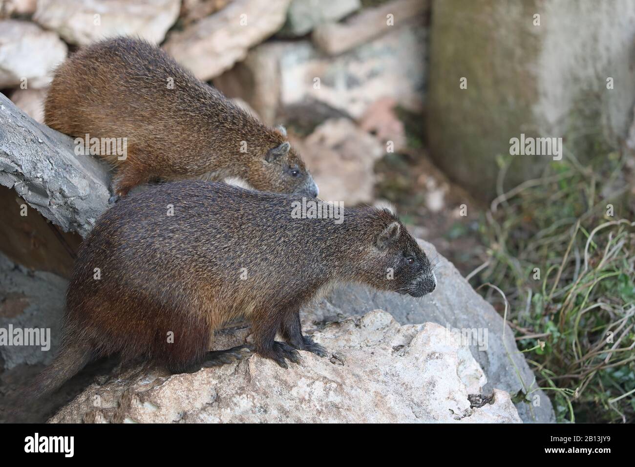 Bahamian hutia hi-res stock photography and images - Alamy