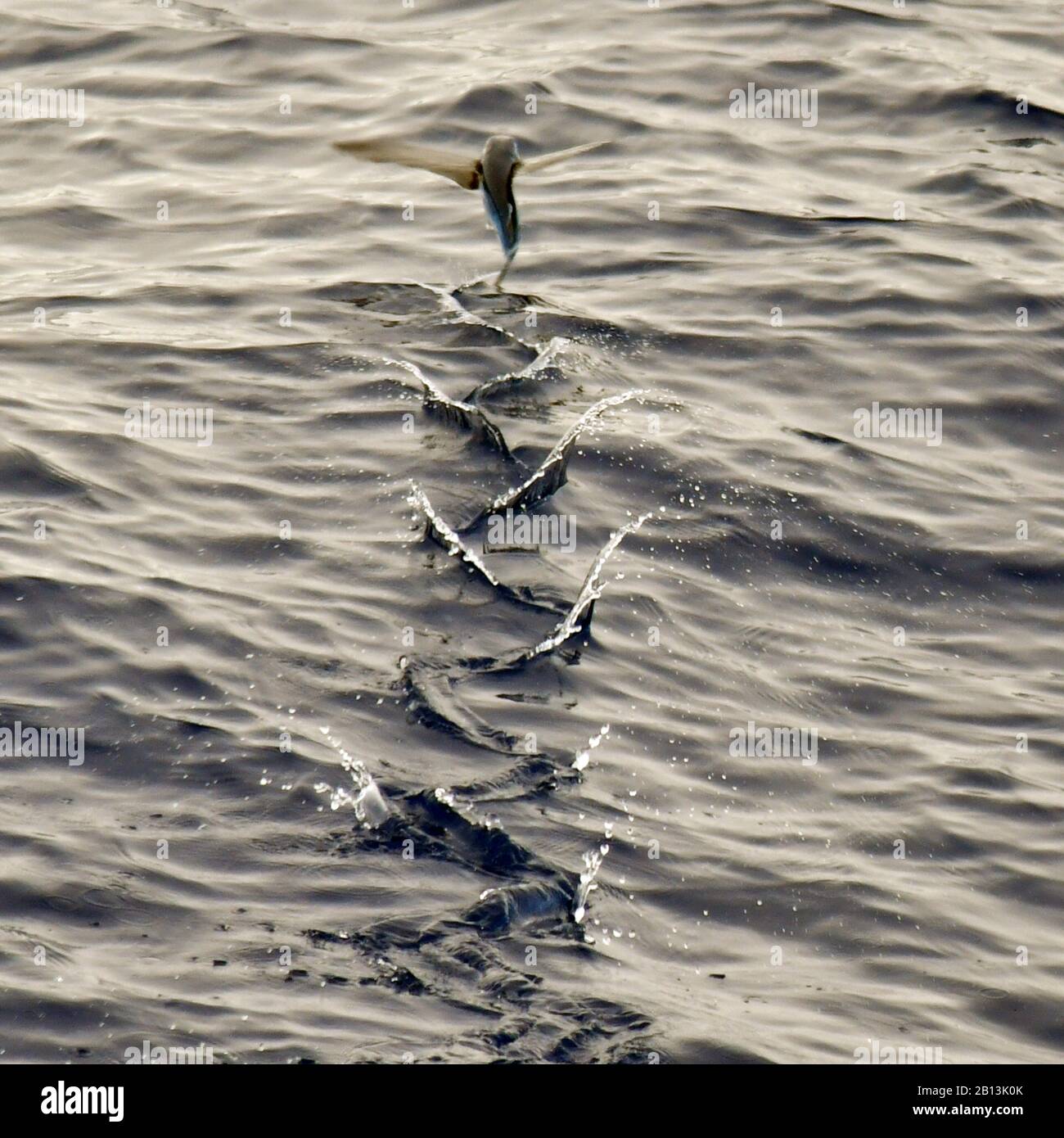 Flying fish species taking off from the ocean surface, Atlantic Ocean ...