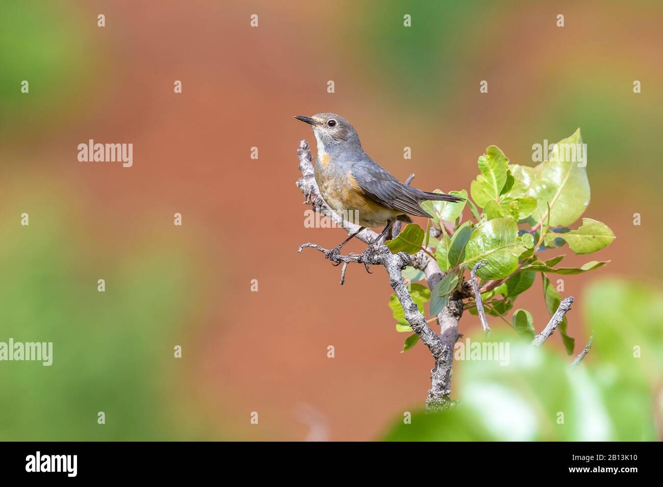 White-throated robin (Irania gutturalis, Irania gutteralis), female ...