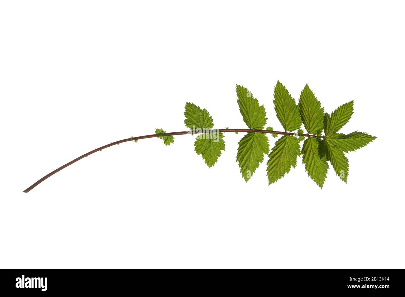 Flowers europe meadow Cut Out Stock Images & Pictures - Alamy