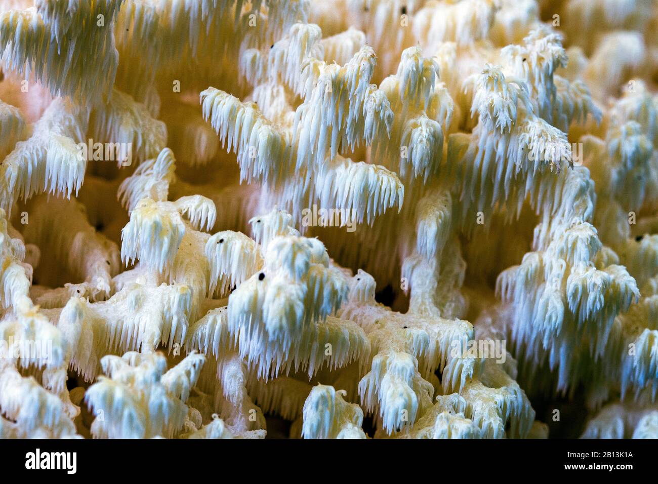 Comb Tooth Mushroom