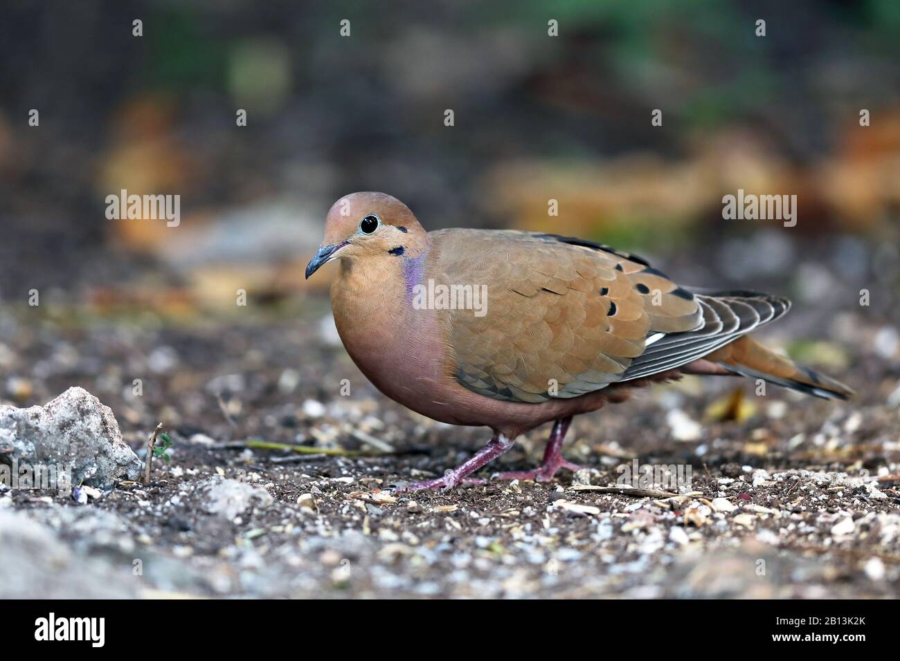 zenaida dove (Zenaida aurita), on the feed on forest floor, Cuba, Cayo ...