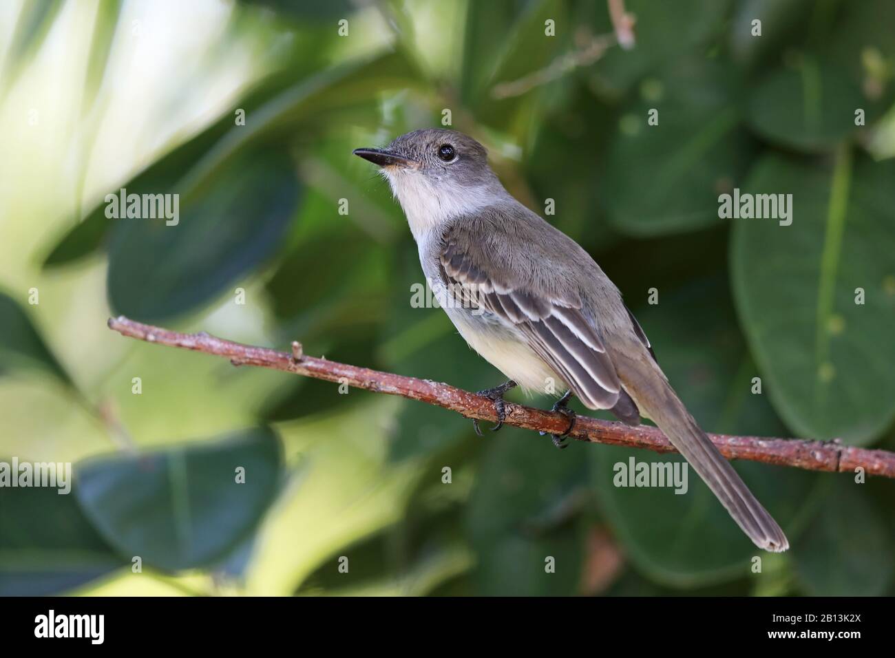 la sagra's flycatcher (Myiarchus sagrae), sits on a branch, Cuba, Cayo ...