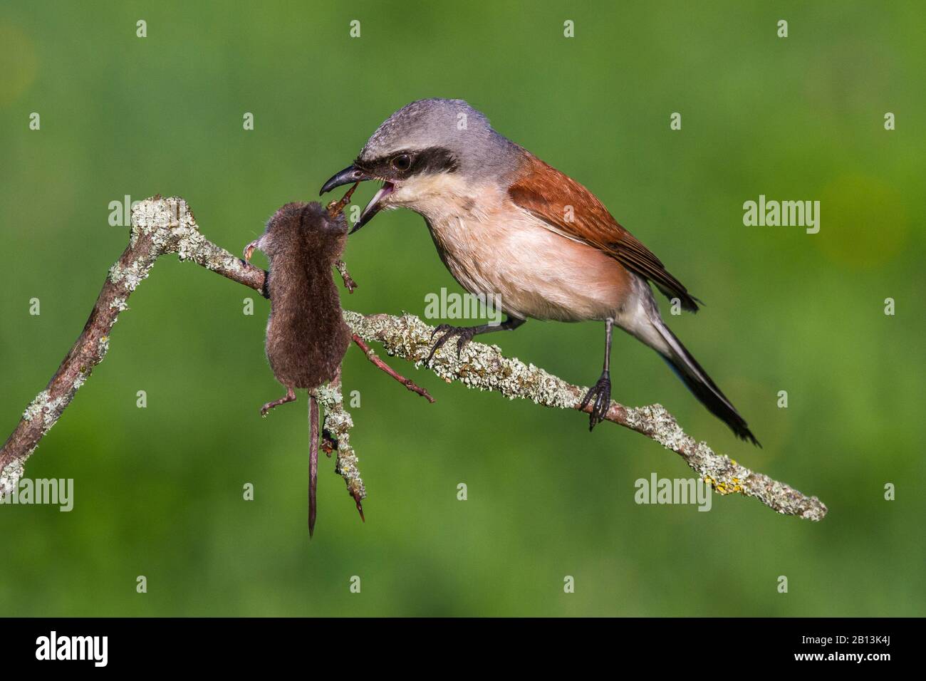red-backed shrike (Lanius collurio), male with caught shrew, Germany ...