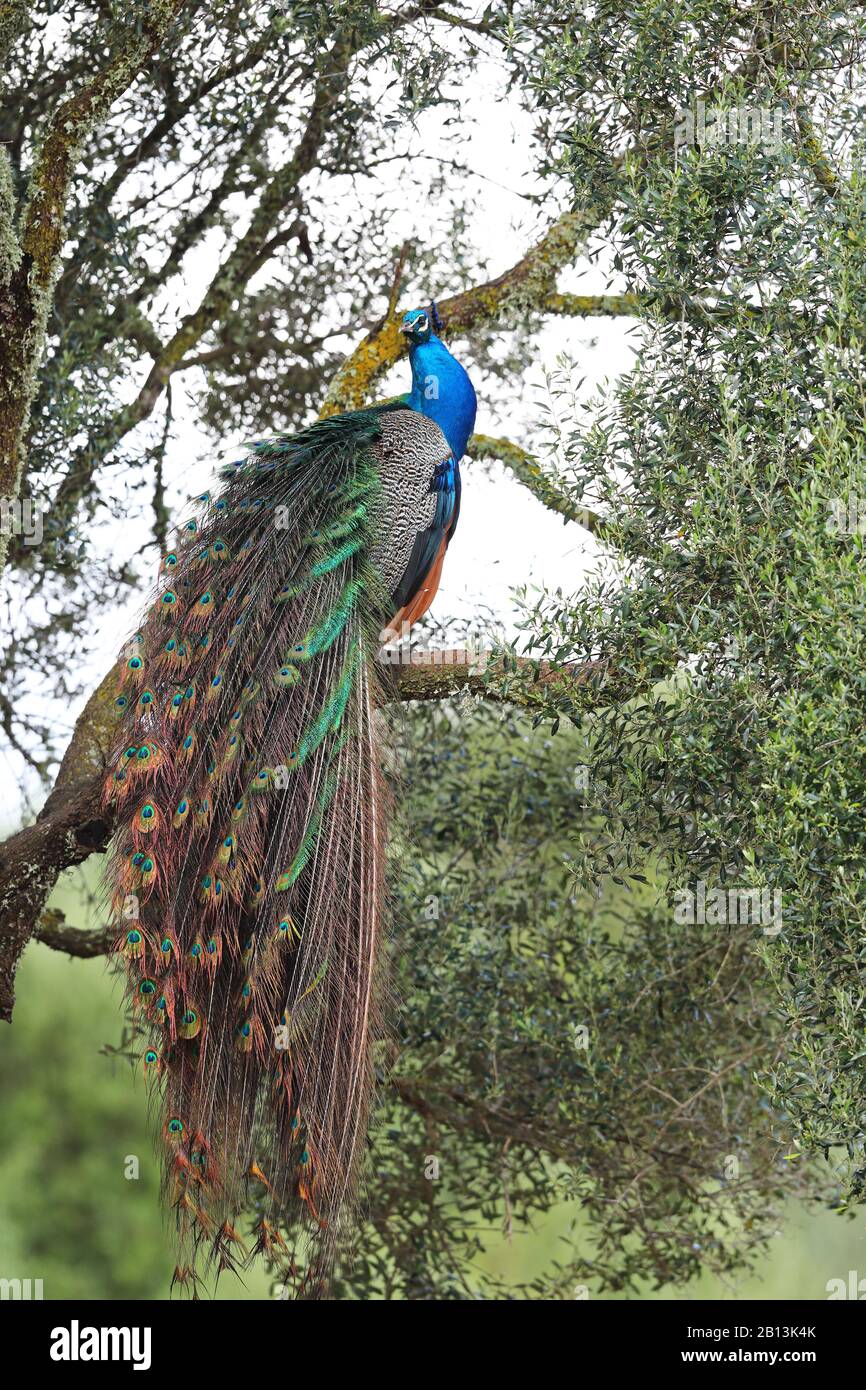 Peafowl colors hi-res stock photography and images - Alamy