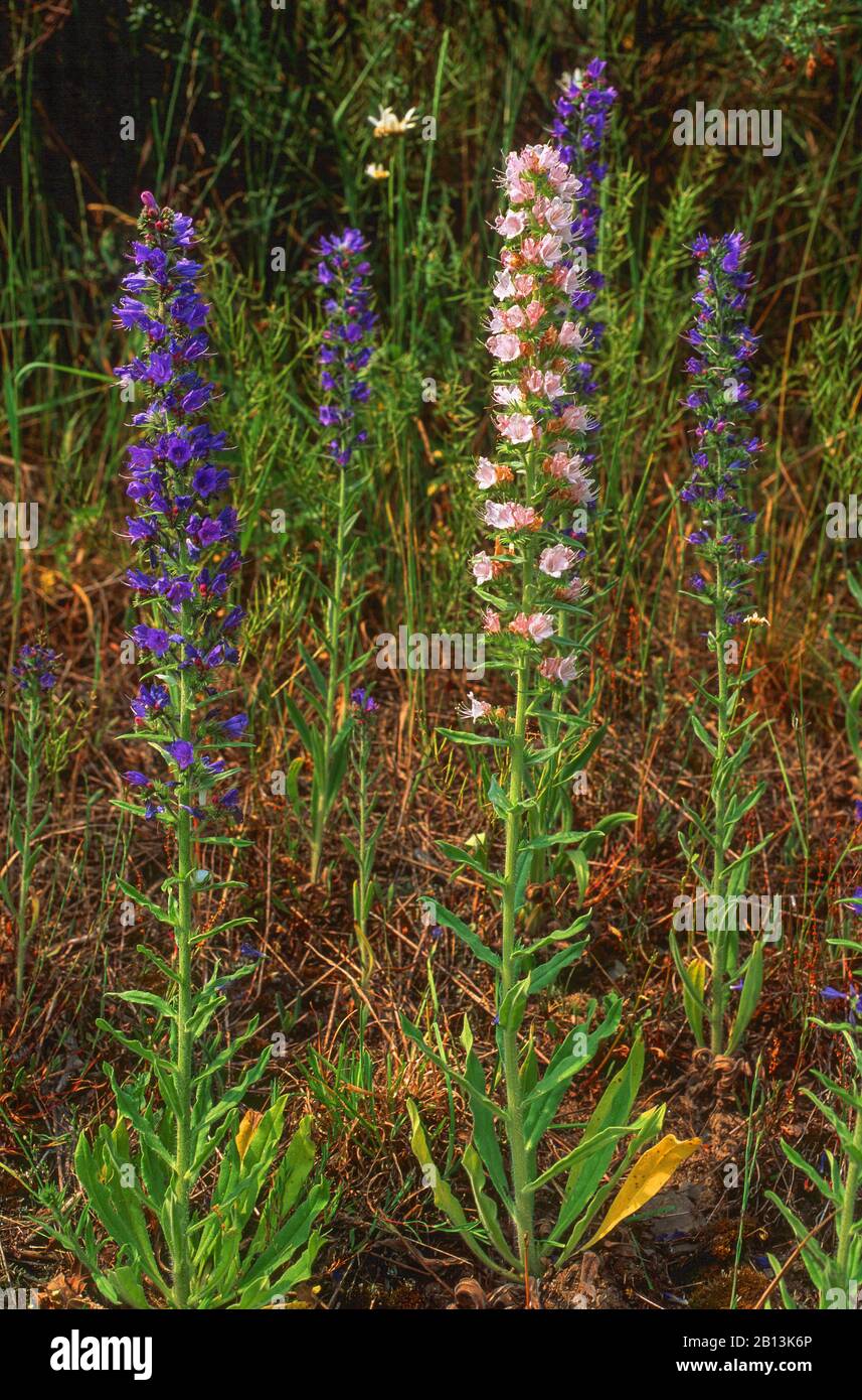 Pinkf hi-res stock photography and images - Alamy