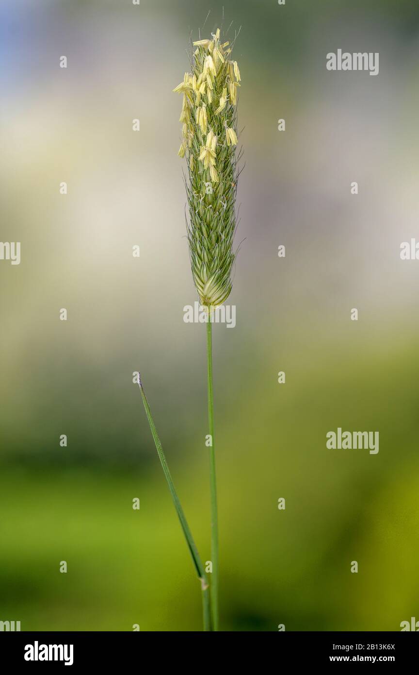 Foxtail grass hi-res stock photography and images - Alamy
