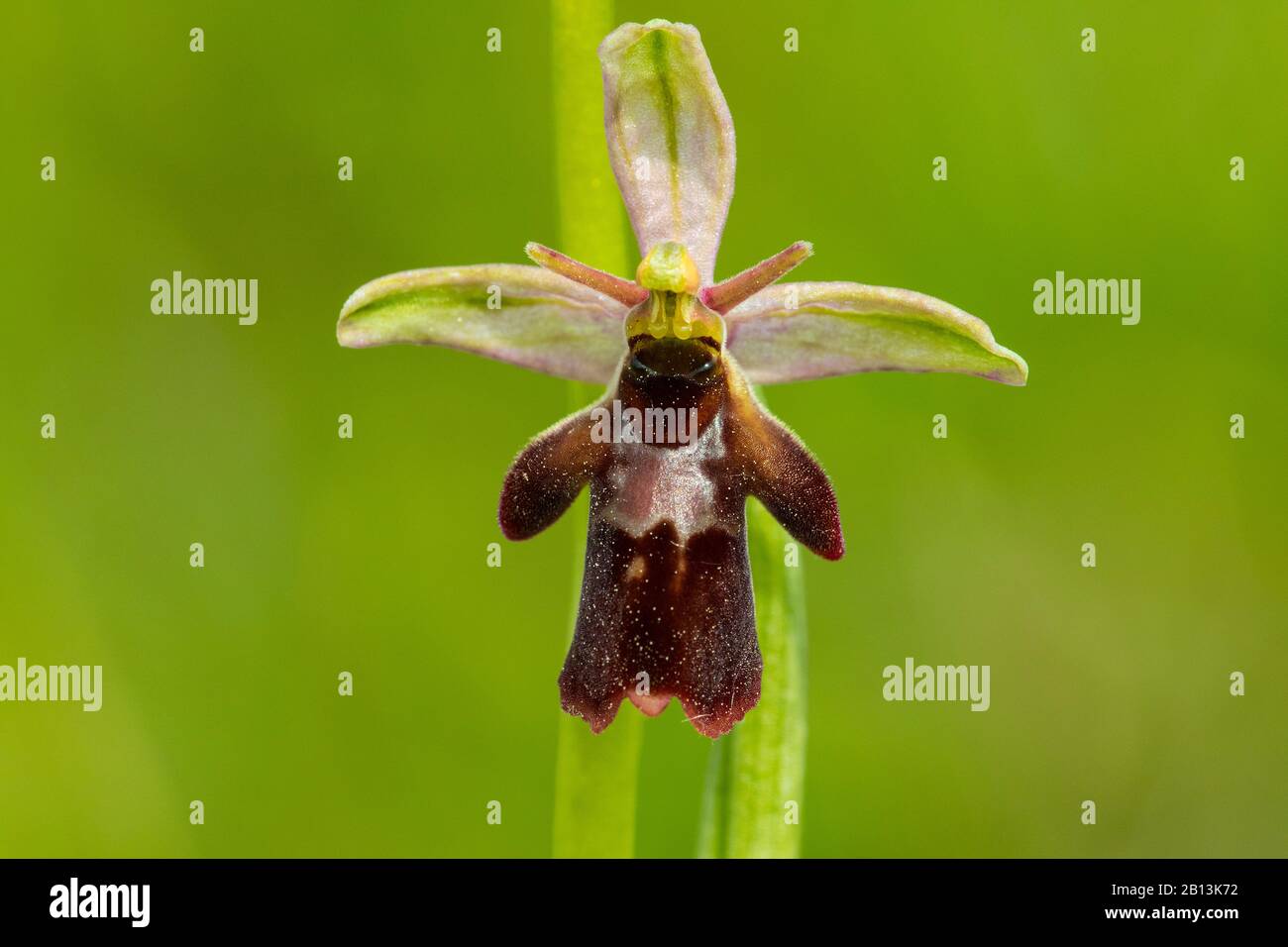 Late spider orchid x Fly Orchid (Ophrys x devenensis), hybrid between ...