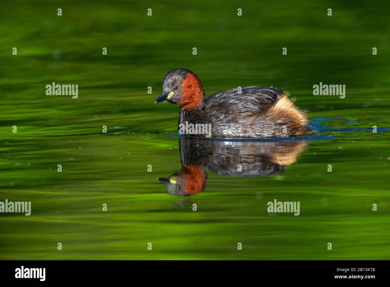 little grebe (Podiceps ruficollis, Tachybaptus ruficollis), swimming in ...