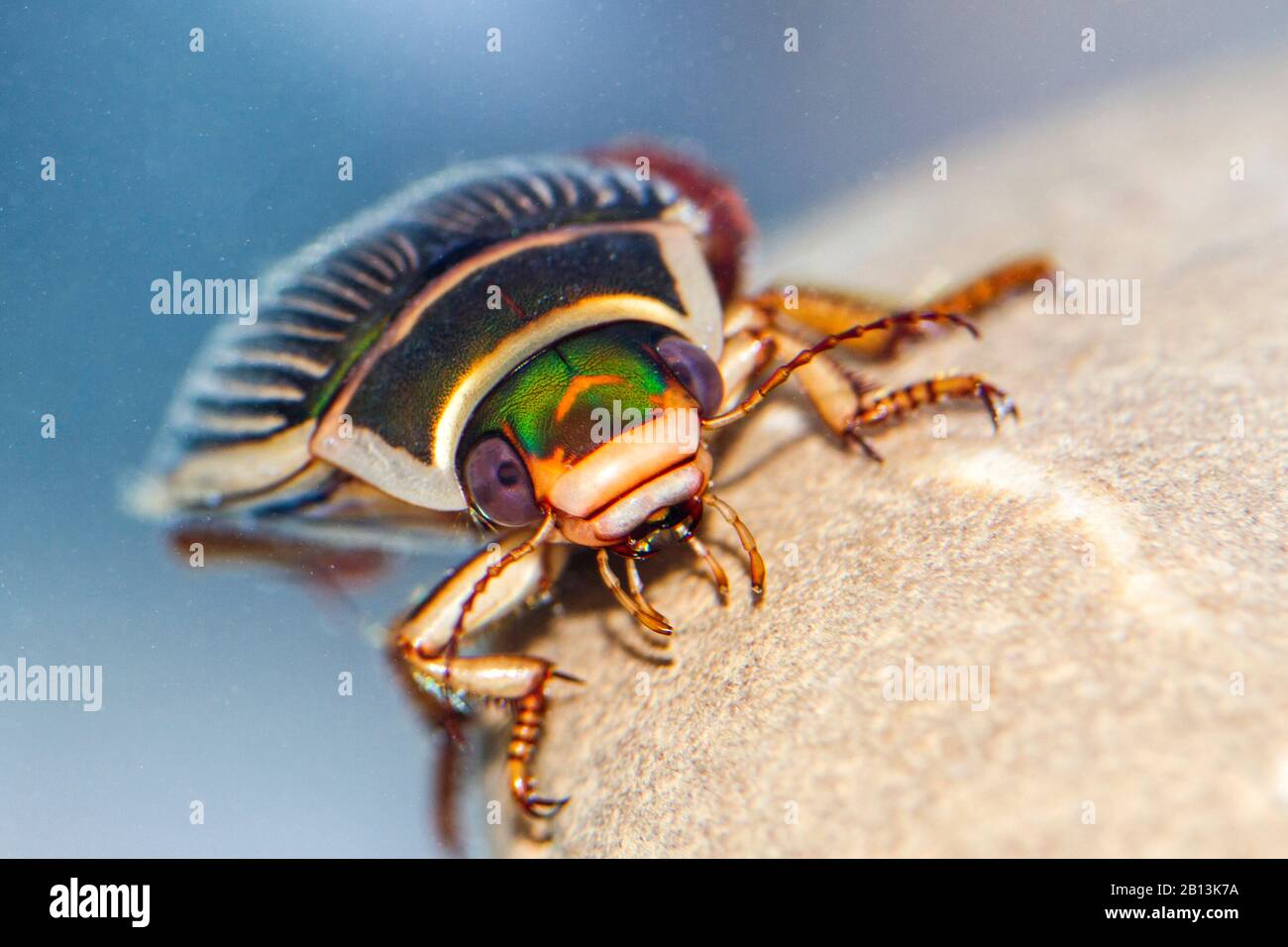 Great diving beetle (Dytiscus marginalis), female on a stone, Germany ...