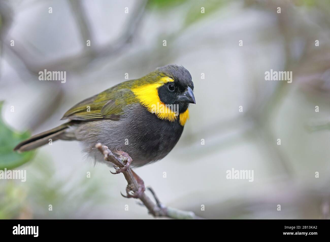 Cuban grassquit hi-res stock photography and images - Alamy