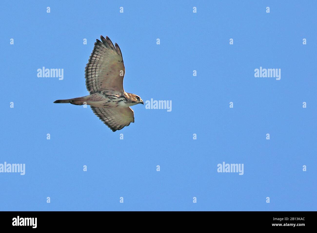 Broad winged hawk in the wild hi-res stock photography and images - Alamy