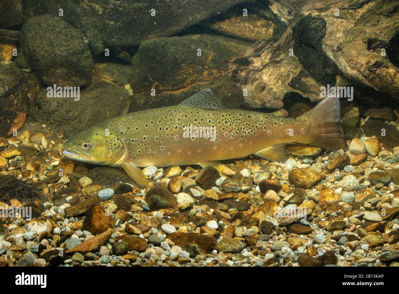 River bottom fish hi-res stock photography and images - Alamy