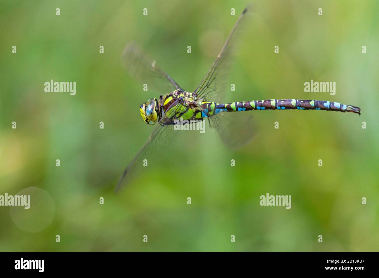 Southern male hawker hi-res stock photography and images - Alamy