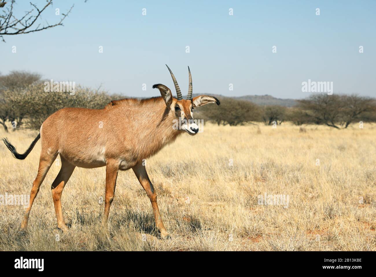 roan antelope (Hippotragus equinus), walks in savanna, South Africa ...