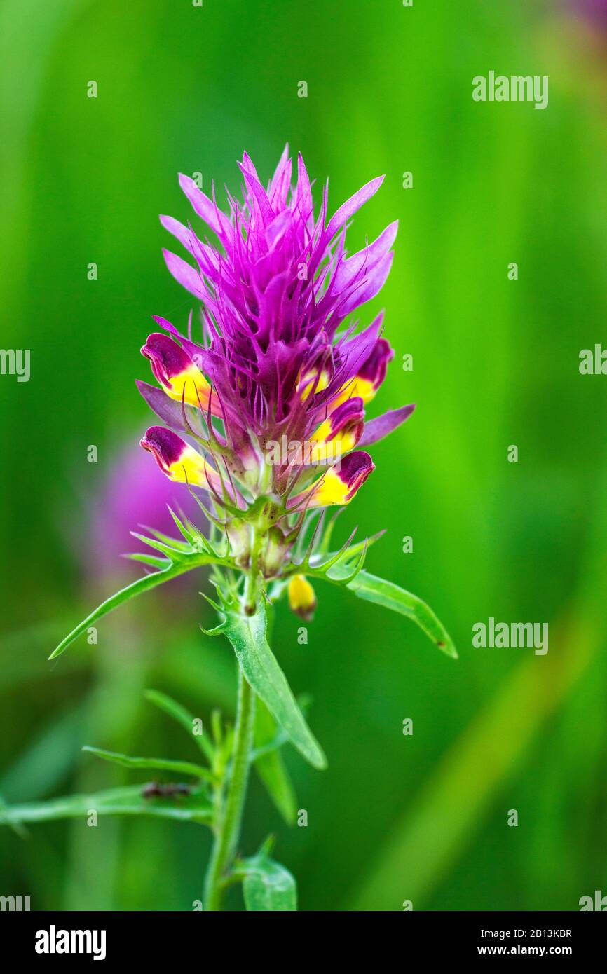 field cow-wheat (Melampyrum arvense), inflorescence, Germany, Baden ...
