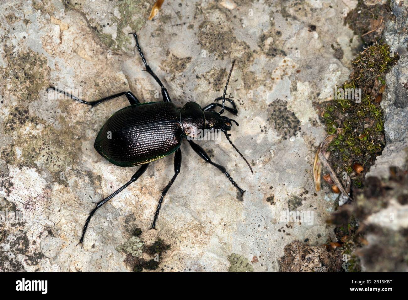 oakwood ground beetle (Calosoma inquisitor), sits on bark, Germany ...