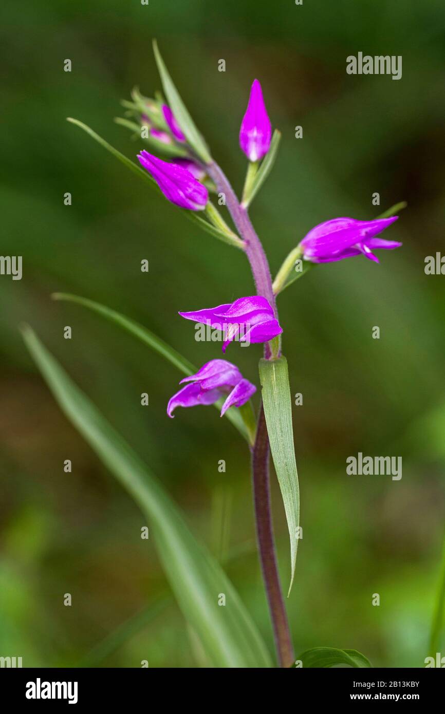 Red helleborine (Cephalanthera rubra), inflorescence, Germany, Baden ...