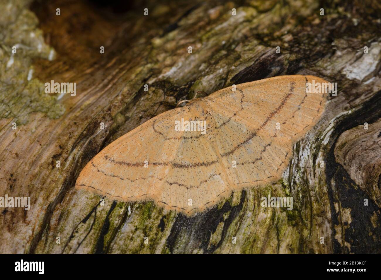 The clay moth hi-res stock photography and images - Alamy
