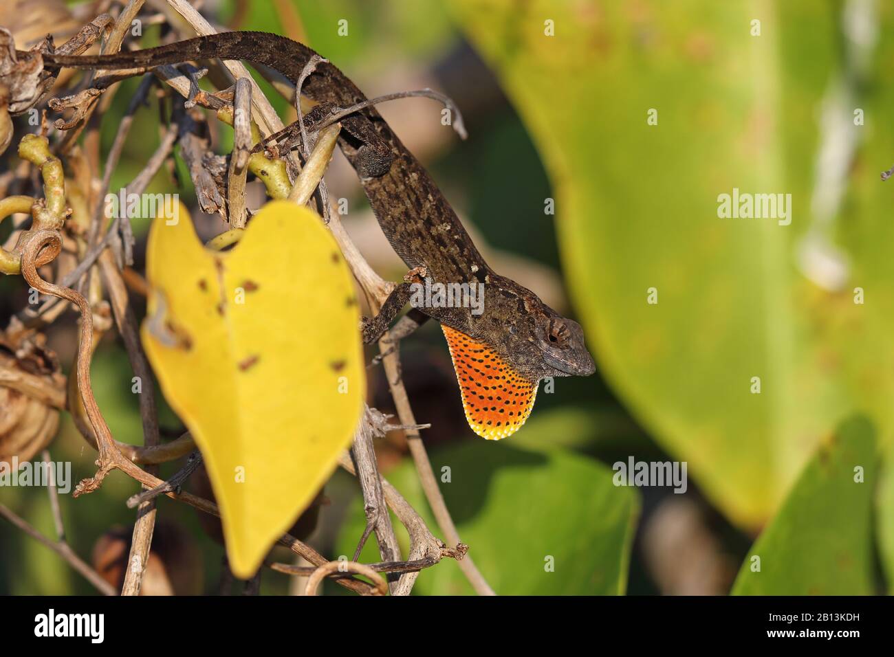 brown anole, Bahaman anole, De la Sagra's Anole (Norops sagrei, Anolis ...